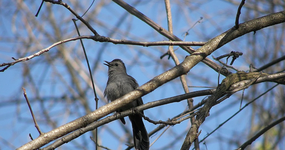 The Ohio Nature Blog: Gray Catbird
