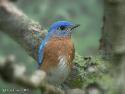 The Ohio Nature Blog: Ohio Birds