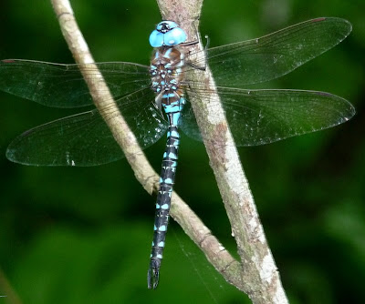 The Ohio Nature Blog: The Spatterdock Darner Lives in Southern Ohio Too