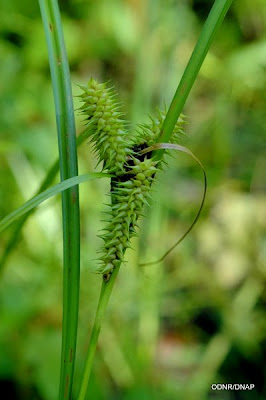 The Ohio Nature Blog: Carex Retrorsa, Reflexed Bladder Sedge