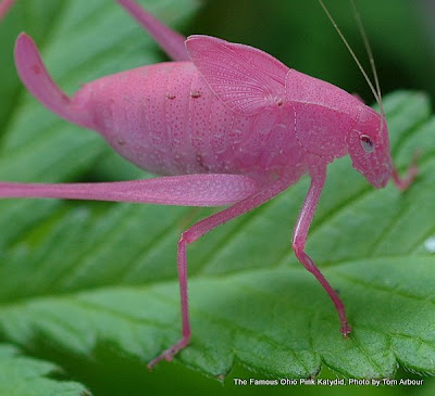 The Ohio Nature Blog: Up Close and Personal with the Famous Pink Ohio ...