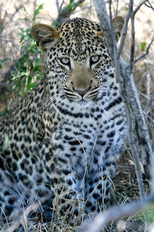 cheek to chic: Falling in love with real leopard print