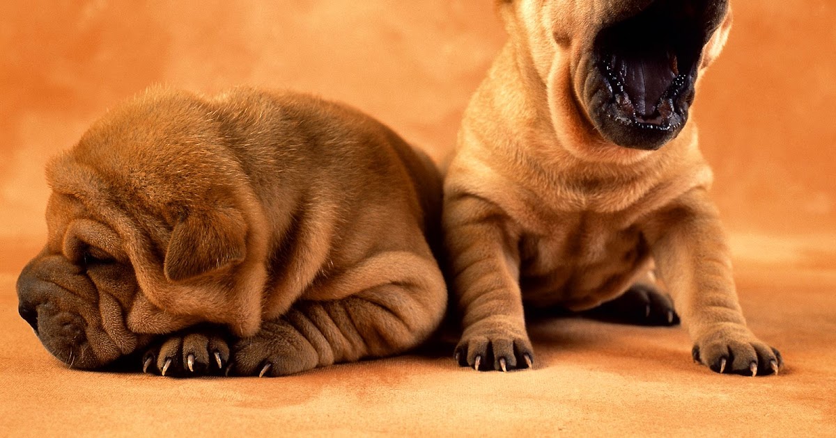 Animale - poze, imagini, wallpapers: Wallpapers CAINI