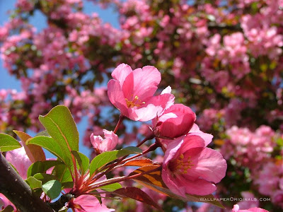 Imagini Desktop Poze Wallpapers: Flori de primavara