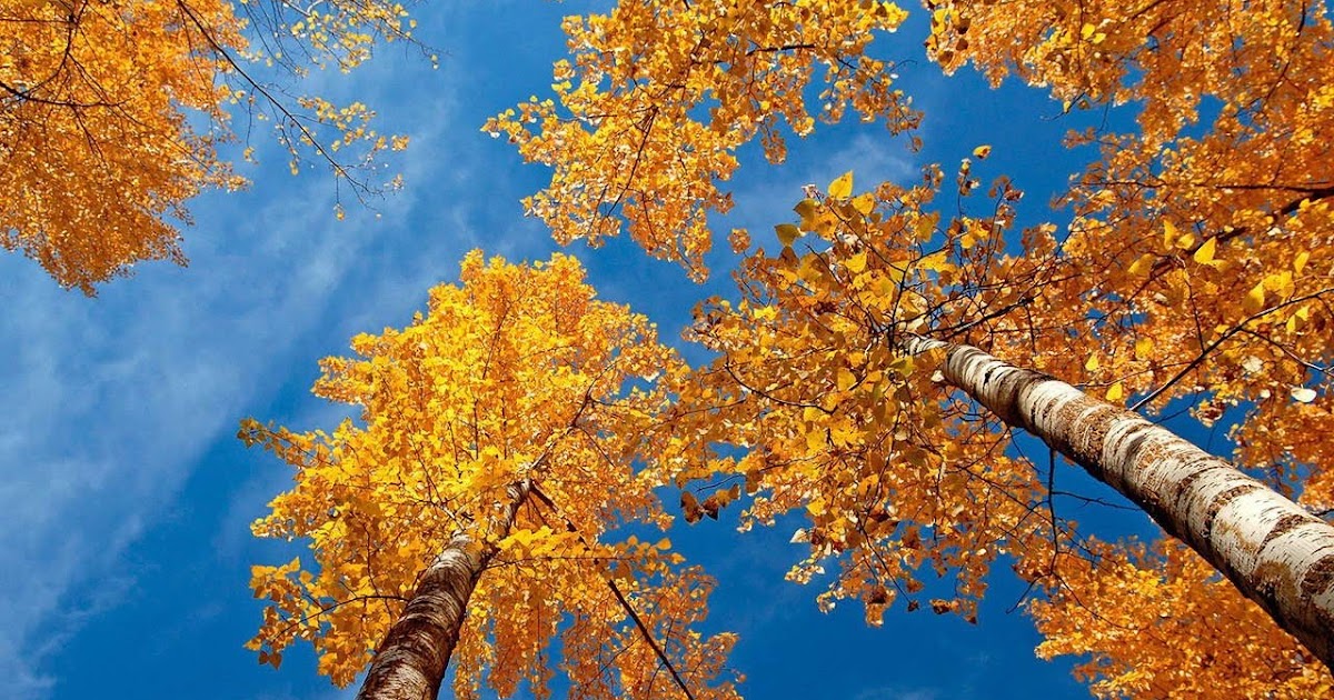 Imagini Desktop Poze Wallpapers: Wallpaper Toamna Copaci