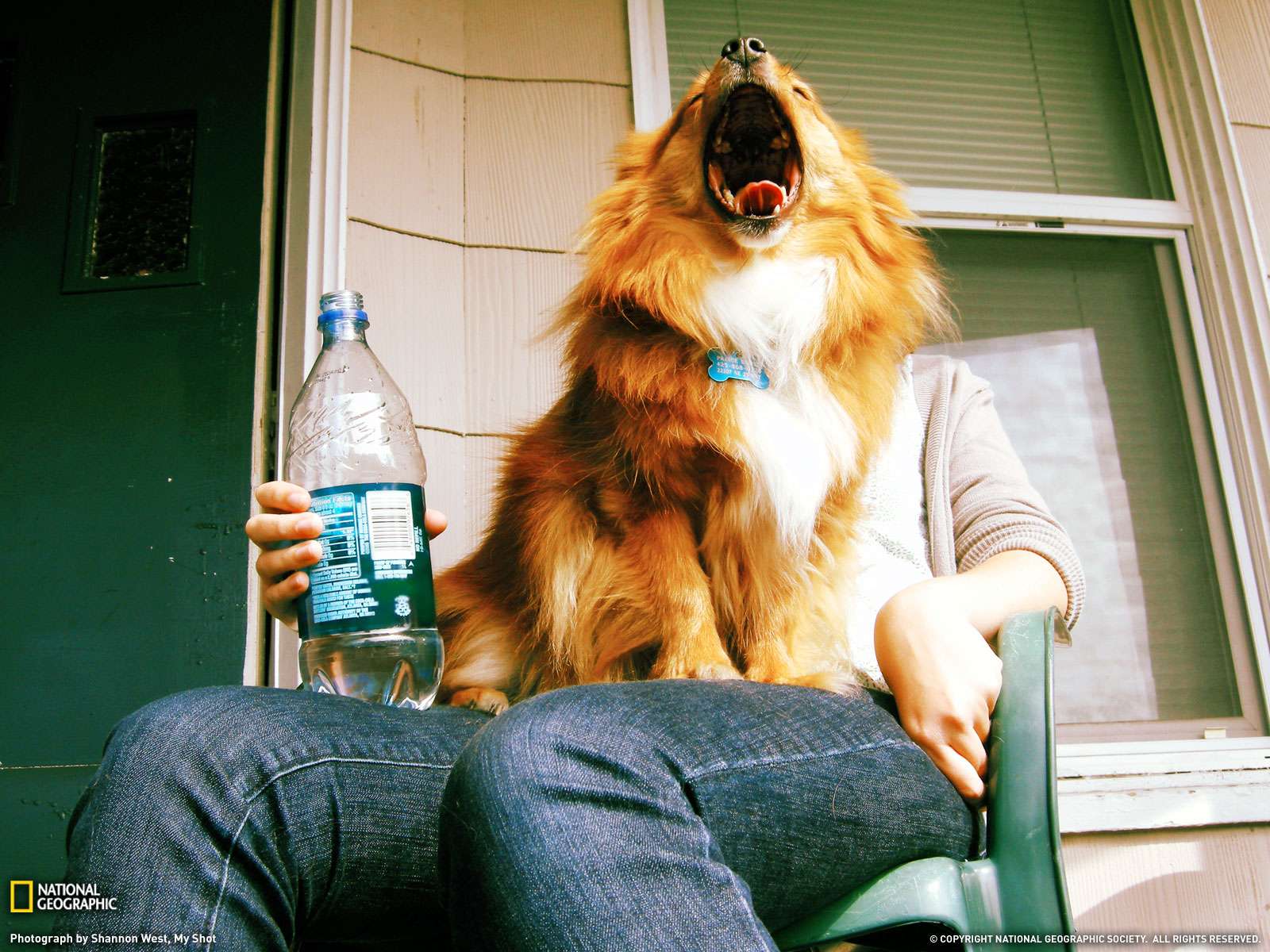 Free Desktop Backgrounds And Wallpapers: Imagini Animale National ...