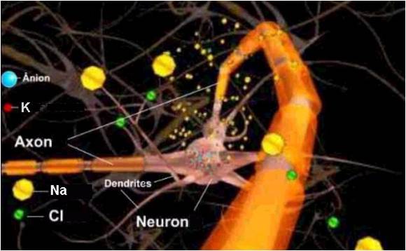 Interações Energéticas a Nível Celular: Sistema Nervoso