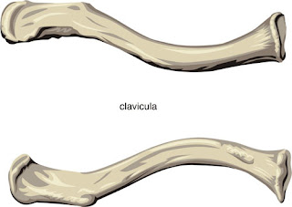 PRINCIPALES HUESOS DEL CUERPO HUMANO: CLAVICULA