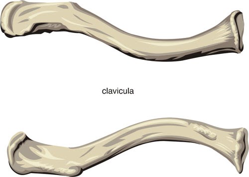 PRINCIPALES HUESOS DEL CUERPO HUMANO: CLAVICULA