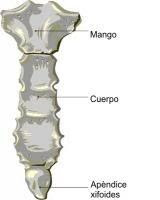 PRINCIPALES HUESOS DEL CUERPO HUMANO: ESTERNON