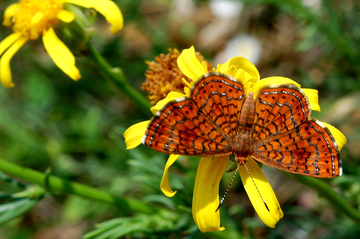 Legend Talks: 12 Rare-Sighted And Appealing Butterfly Species