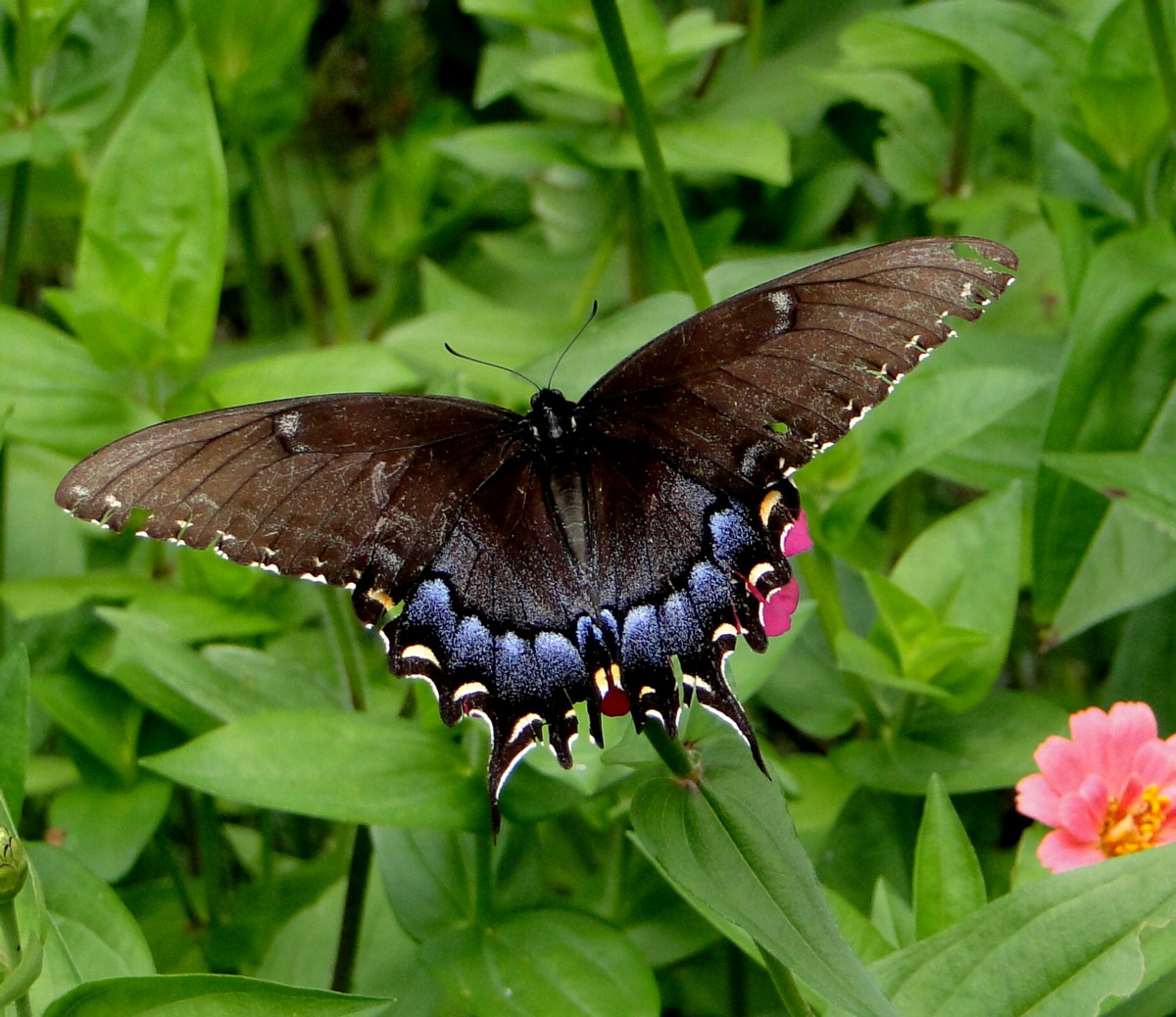 Legend Talks: 12 Rare-Sighted And Appealing Butterfly Species