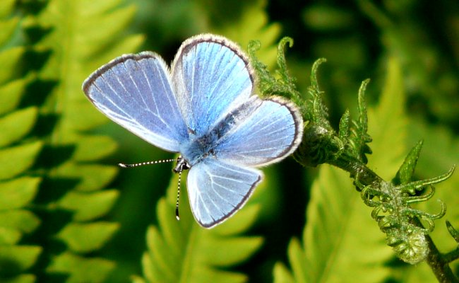 Legend Talks: 12 Rare-Sighted And Appealing Butterfly Species