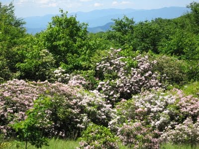 The Smoky Mountain Hiking Blog: The best mountain laurel hike in the ...