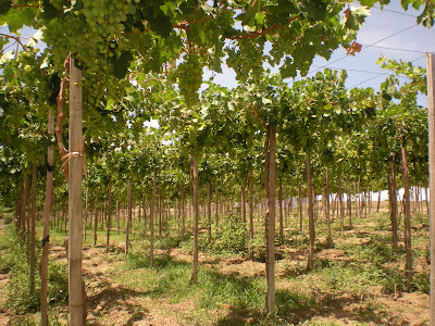 VIÑEDOS EN TARIJA BOLIVIA: Sistema PARRON