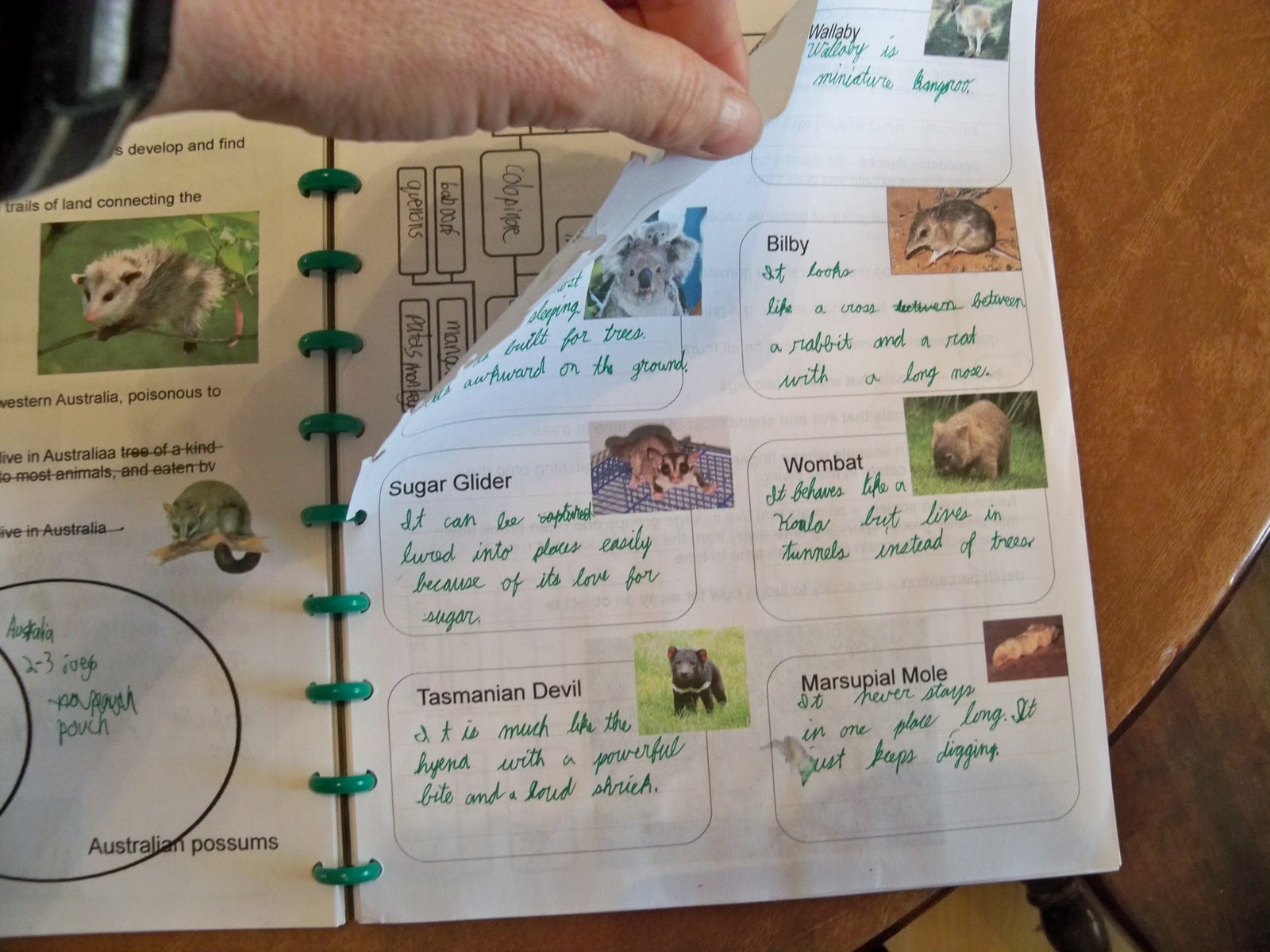 homeskulin: Rollabind Notebooks are Great for Homeschool Notebooking