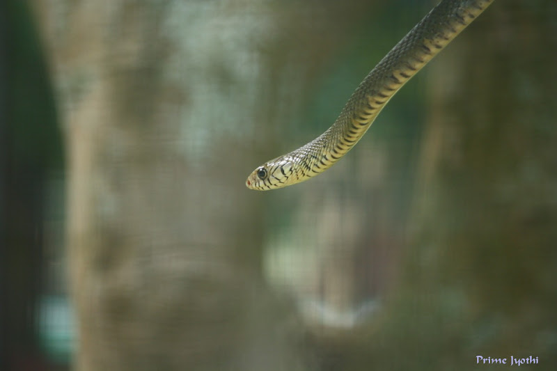 Prime Photos: Snakes on my blog