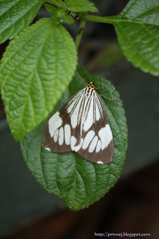 Prime Photos: Marbled White Moth