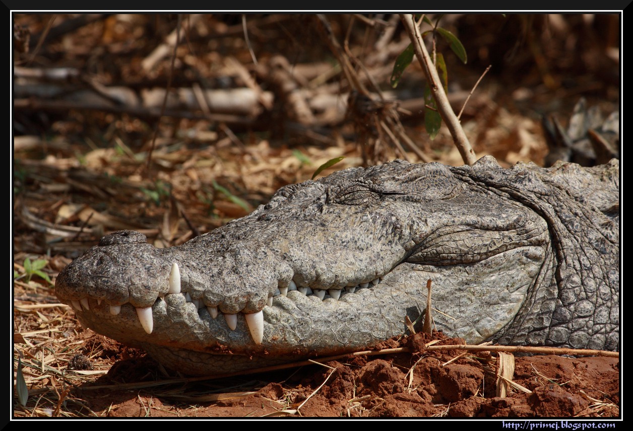 Prime Photos: Crocodile
