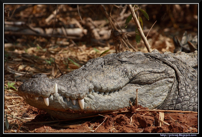 Prime Photos: Crocodile