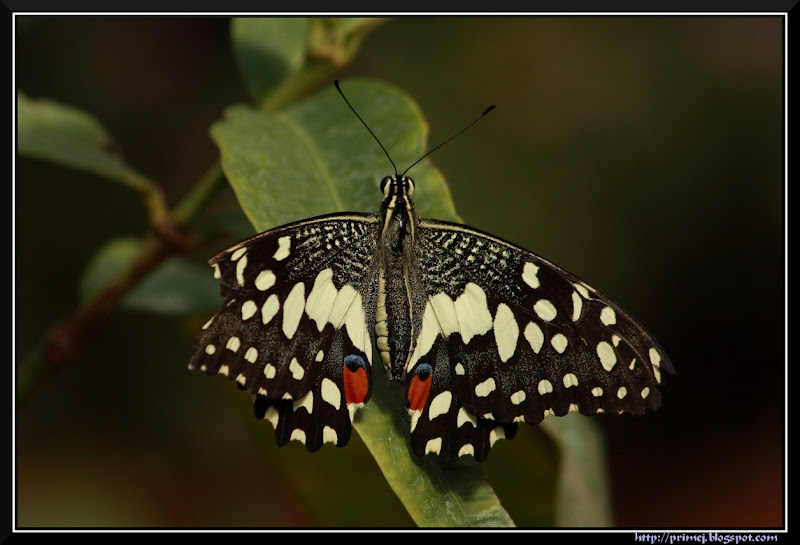 Prime Photos: February 2011