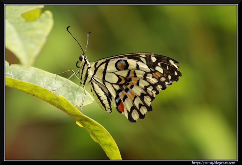 Prime Photos: February 2011