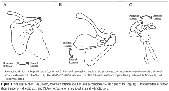 FST - Функционально-силовой тренинг: Joints of the Shoulder Girdle and ...
