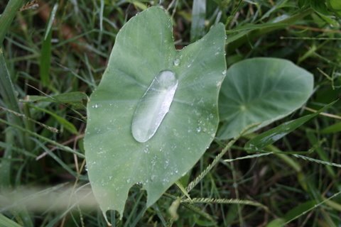 Gardencore: Waterproof