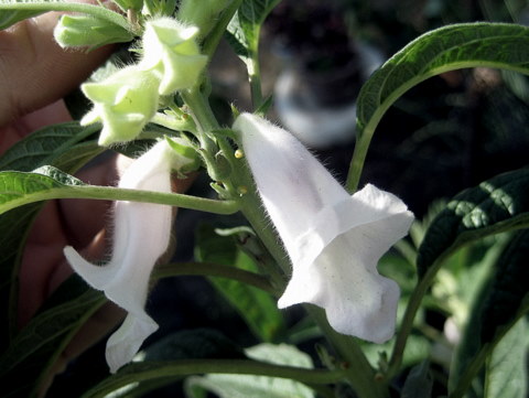 Gardencore: Sesame (Sesamum orientale)