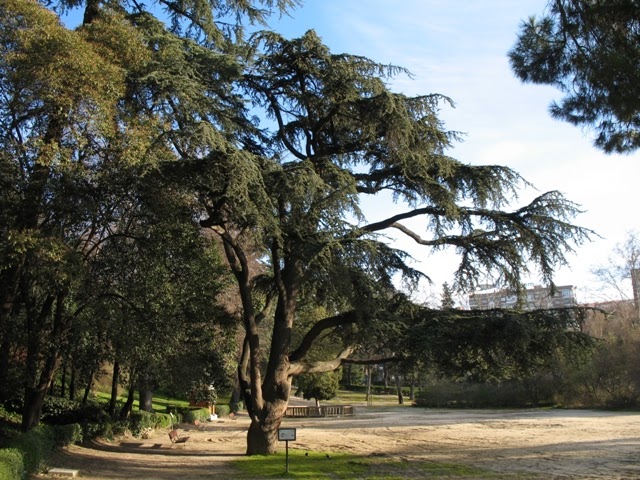 The World´s Tree Species: Cedar of Lebanon