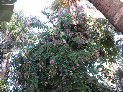 tree free wallpaper: Purpurea Tree