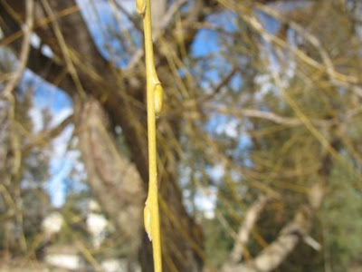 ~Dwarf weeping yew~ ~dwarf weeping yaupon~