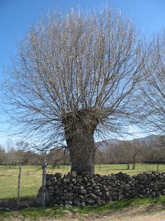 The World´s Tree Species: Pollarding of European Ash trees in Spain