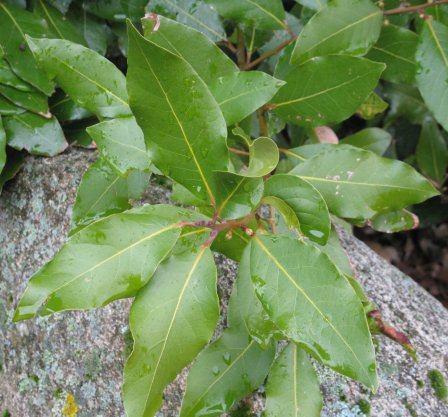 The World´s Tree Species: When to harvest bay leaves