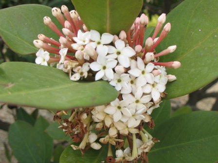 The World´s Tree Species: Bushman´s poison - Acokanthera oblongifolia