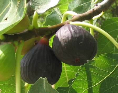 The World´s Tree Species: First Fruits of the Fig Tree - Breva crop