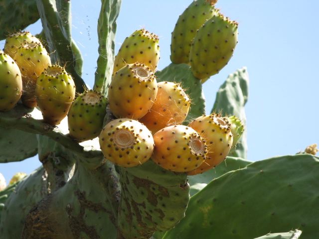 The World´s Tree Species: Prickly Pear or Barbary Fig - a tree like cactus