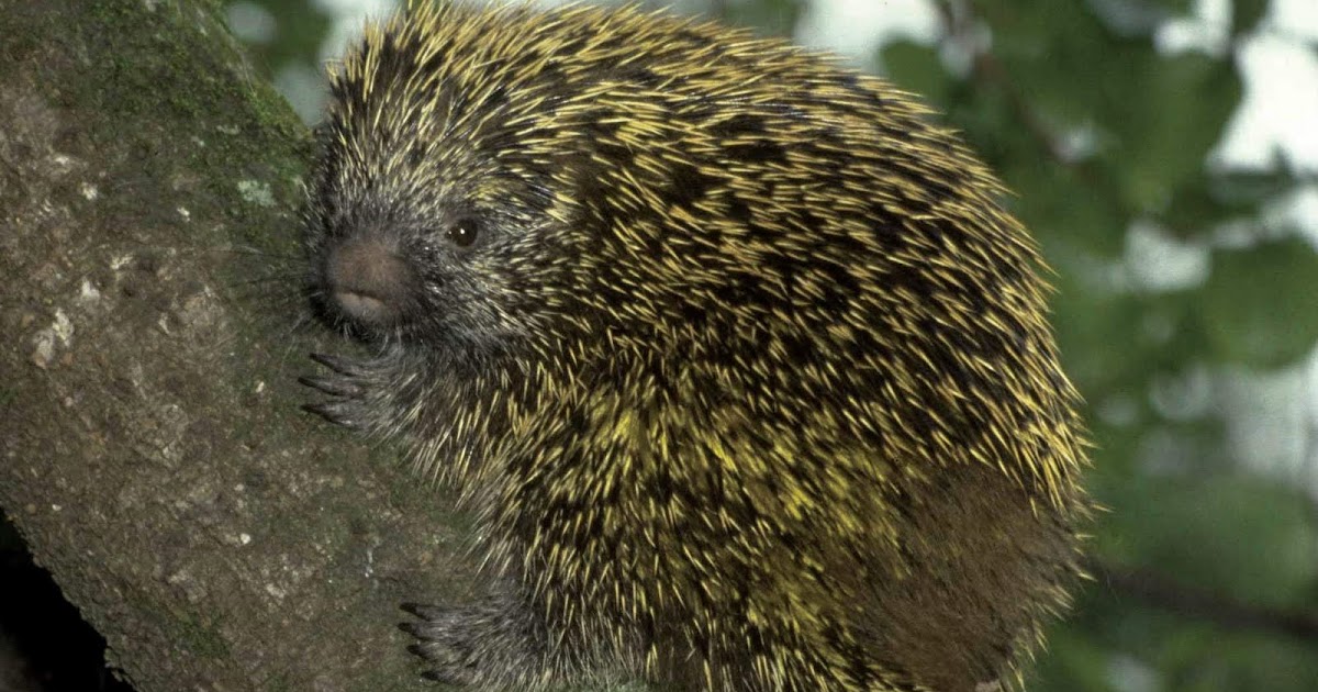 Caliandra do Cerrado: Ouriço-cacheiro