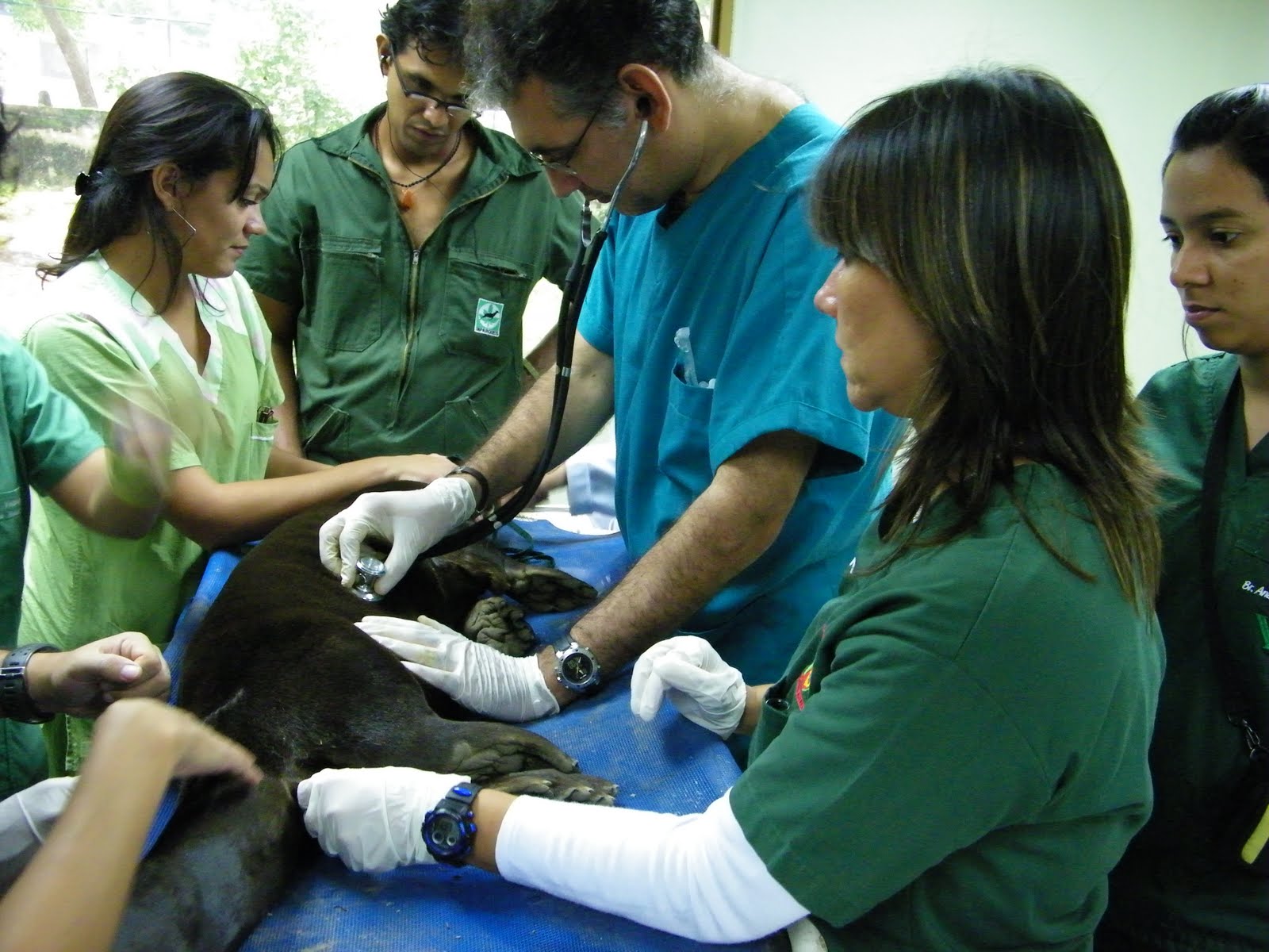 Hospital Veterinario "Dr. Humberto Ramirez Daza": I Taller Teórico ...