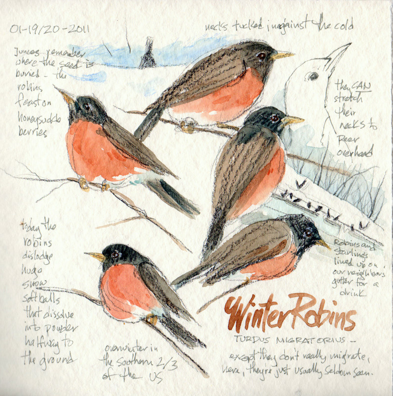 Sketching in Nature: Winter robins
