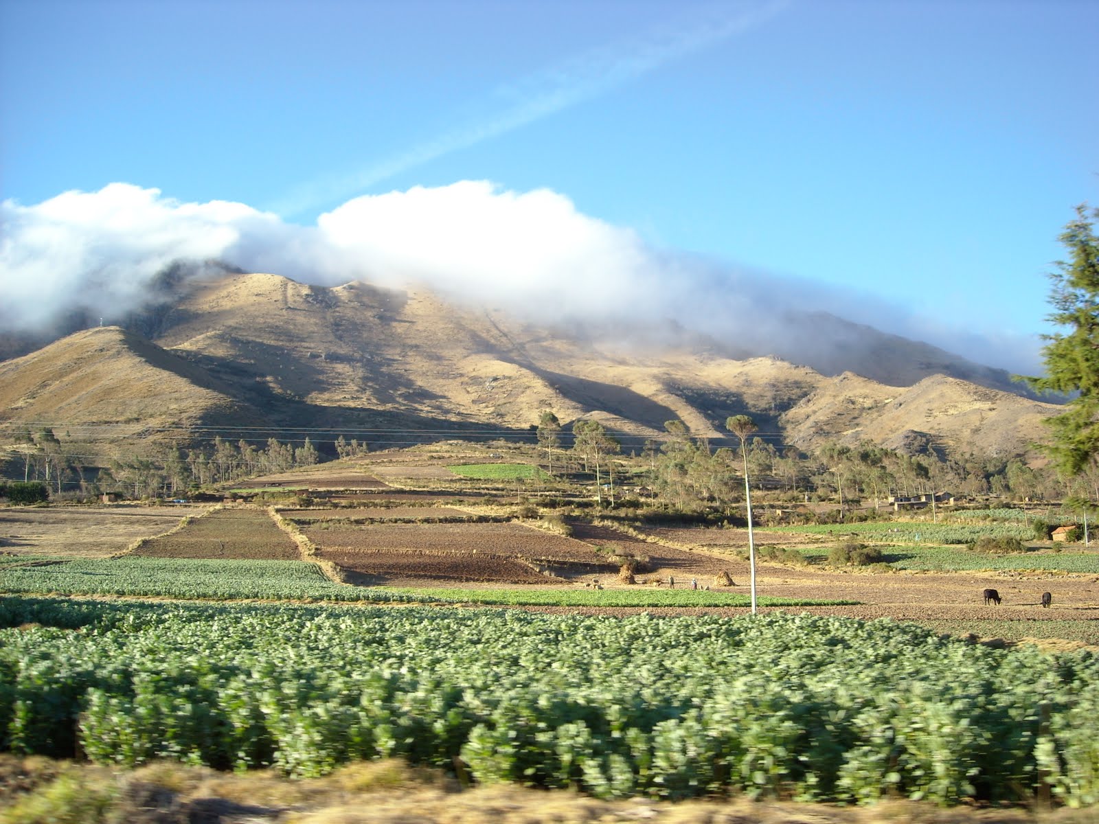 América Sin Fronteras: Puente Arce, Punata