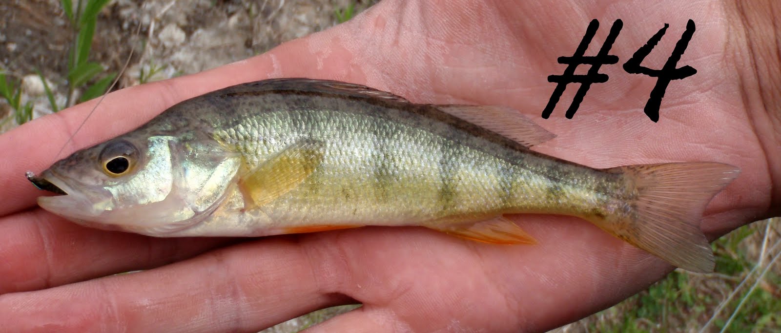 Colorado Fly Fishing Reports: Walter Mitty Fly Fishing Contest (First ...