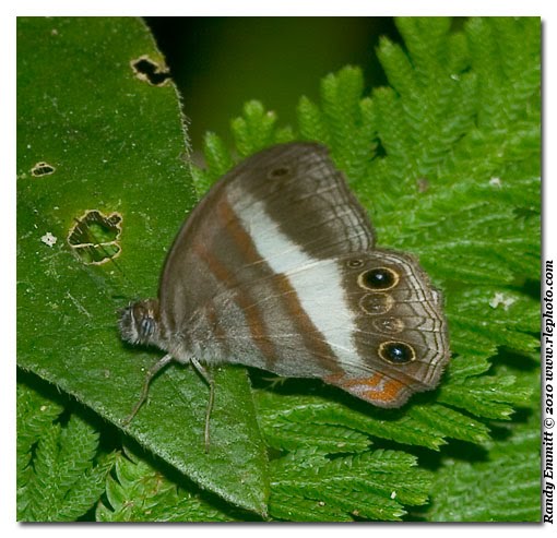 Randy & Meg's Garden Paradise: Satyr Butterflies from Belize