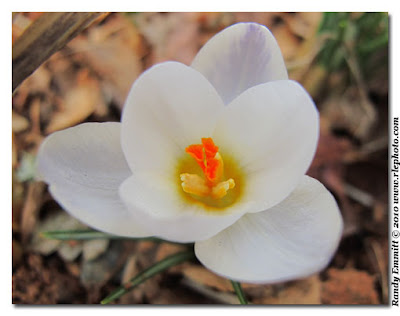 Randy & Meg's Garden Paradise: Hocus Pocus Crocus