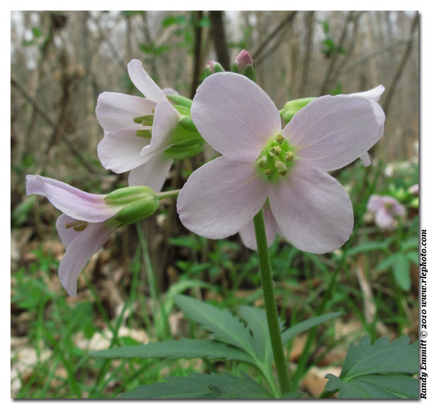 Randy & Meg's Garden Paradise: Spring Wildflower: Cut-leaf Toothwort