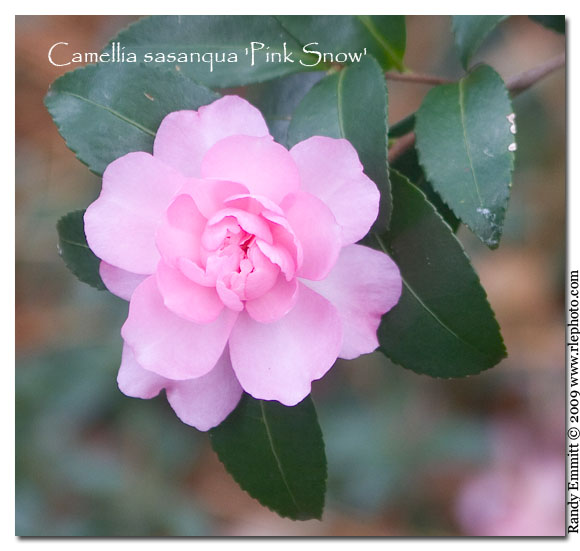 Randy & Meg's Garden Paradise: Camellias Pinks15 Different Ones!