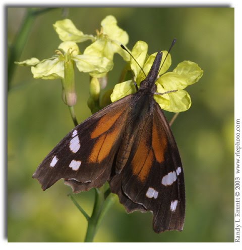 Randy & Meg's Garden Paradise: Butterflies during winter!