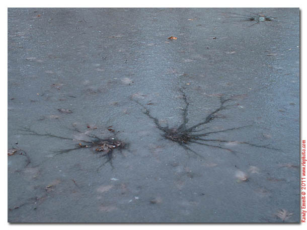 Randy & Meg's Garden Paradise: Ice Spiders!