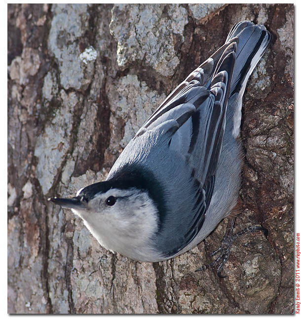 Randy & Meg's Garden Paradise: Tree Walkers