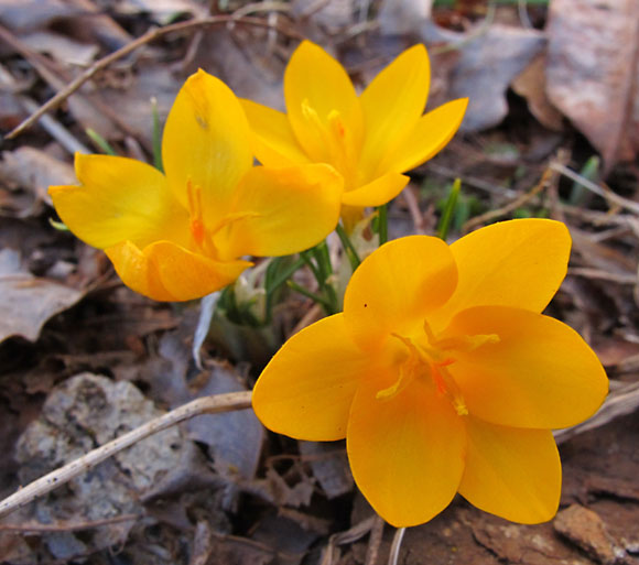 Randy & Meg's Garden Paradise: January 2011